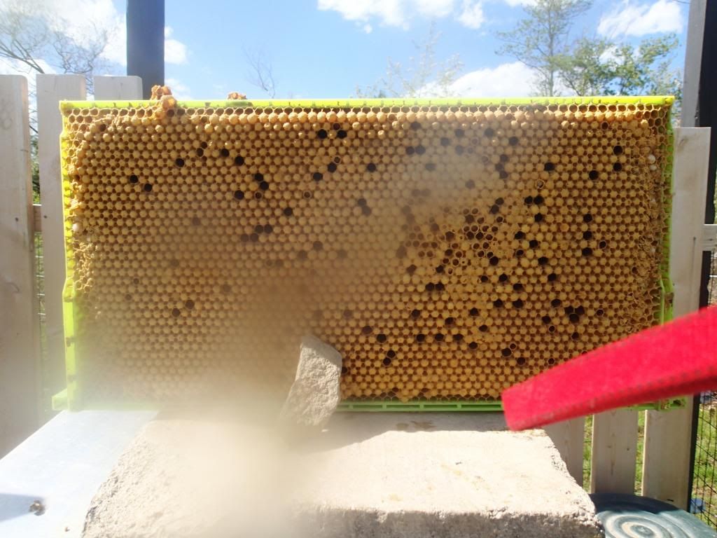 green drone frames-do they work? | Beesource Beekeeping Forums
